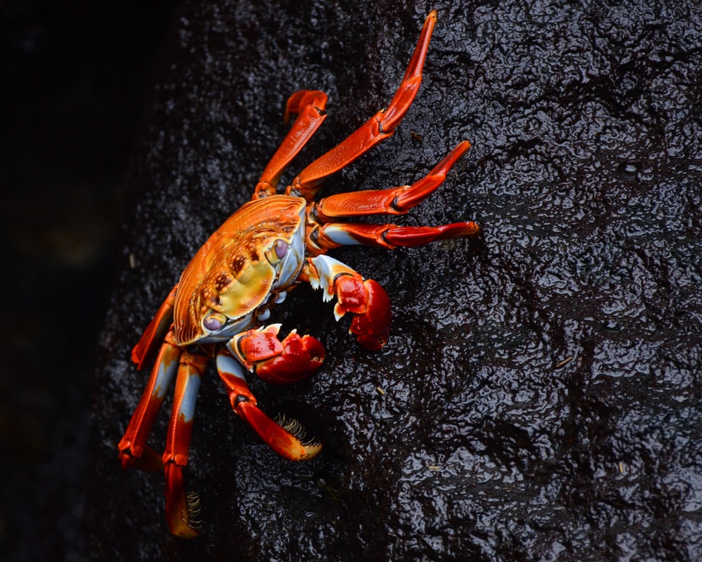 Do crabs need saltwater?