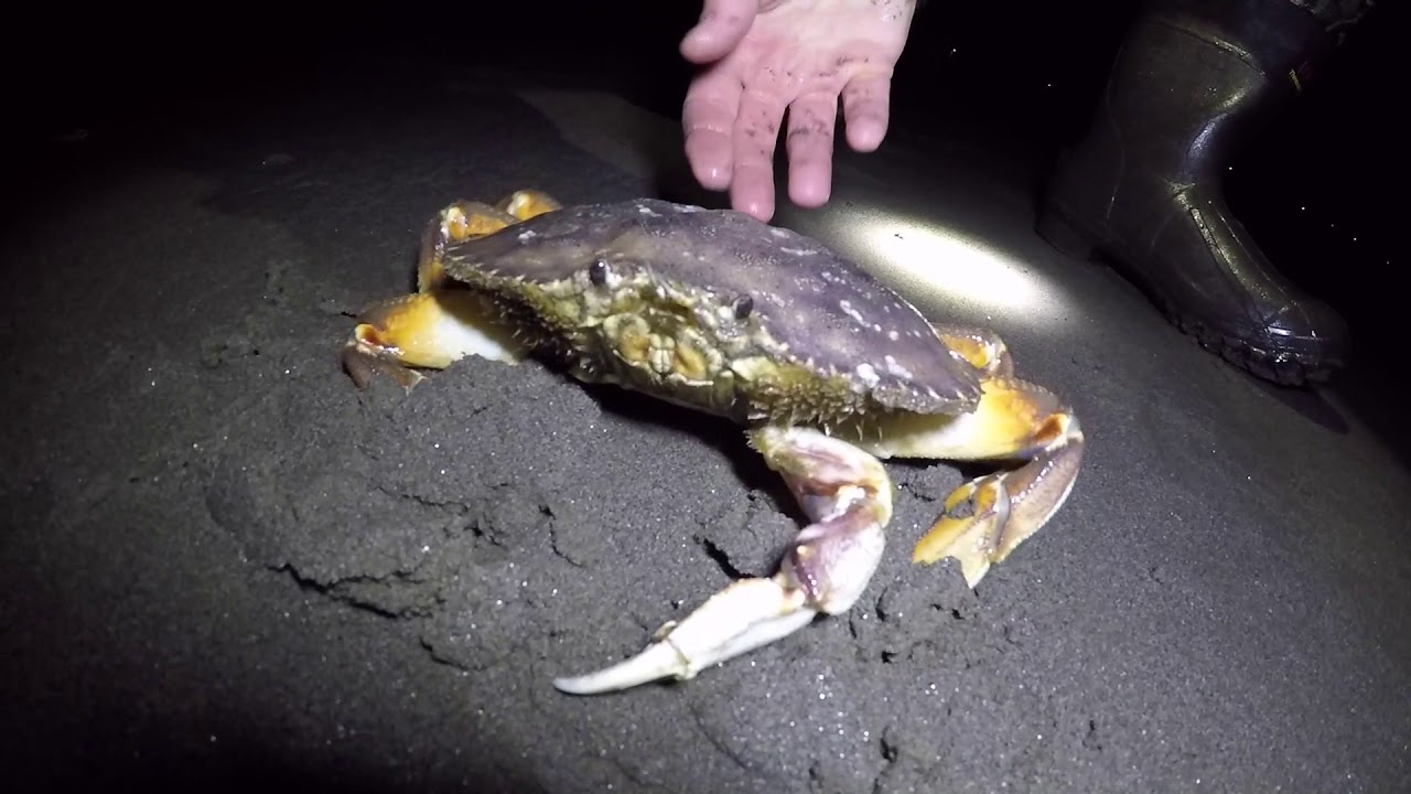 Do crabs only come out at night?