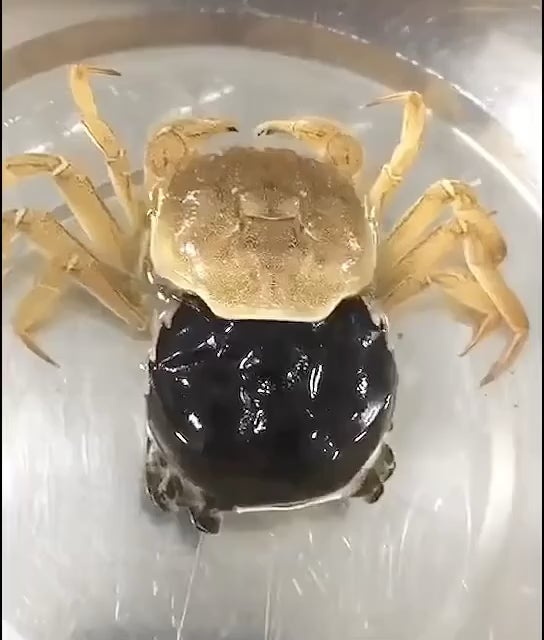 Do crabs shed their skin and eat it?