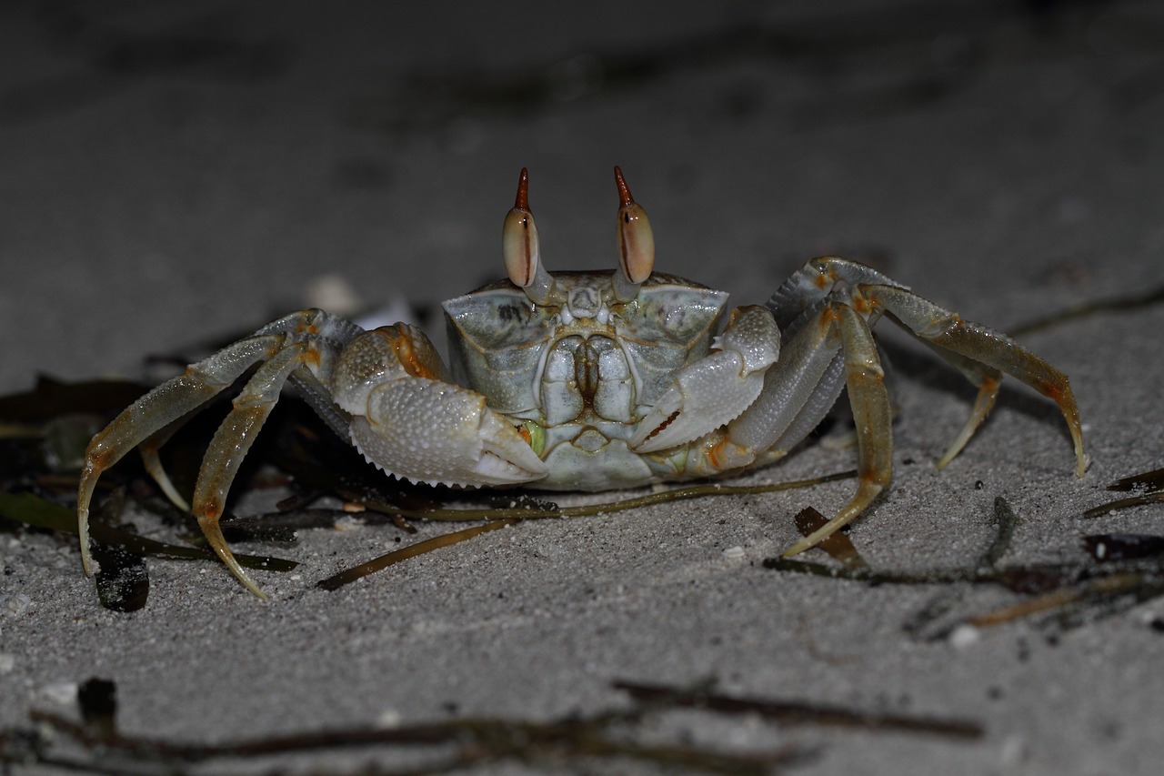 Do crabs sleep at night?