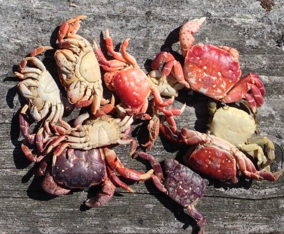 Do crabs turn red when dead?