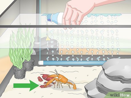 Do crayfish get lonely?