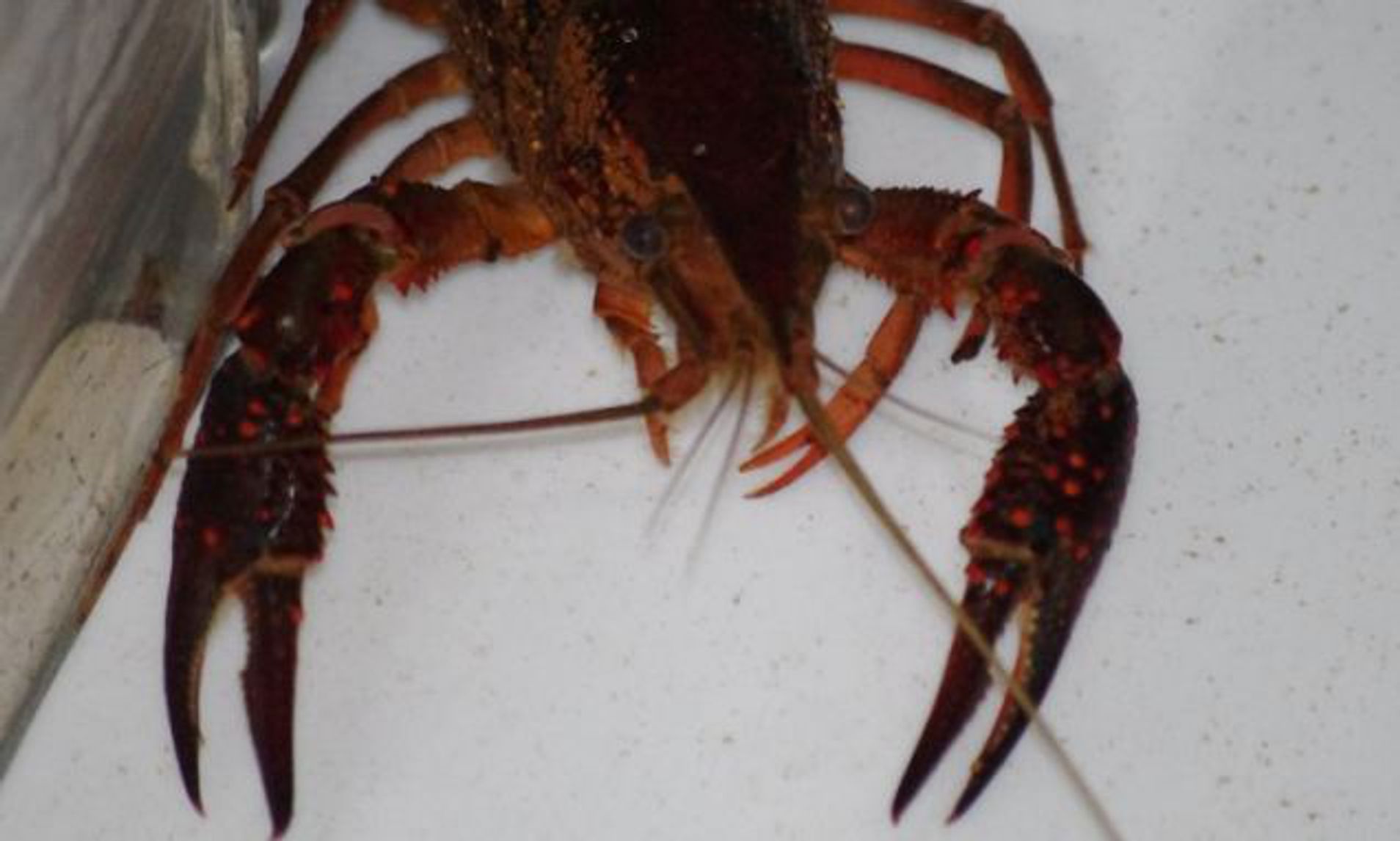 Do crayfish suffer?