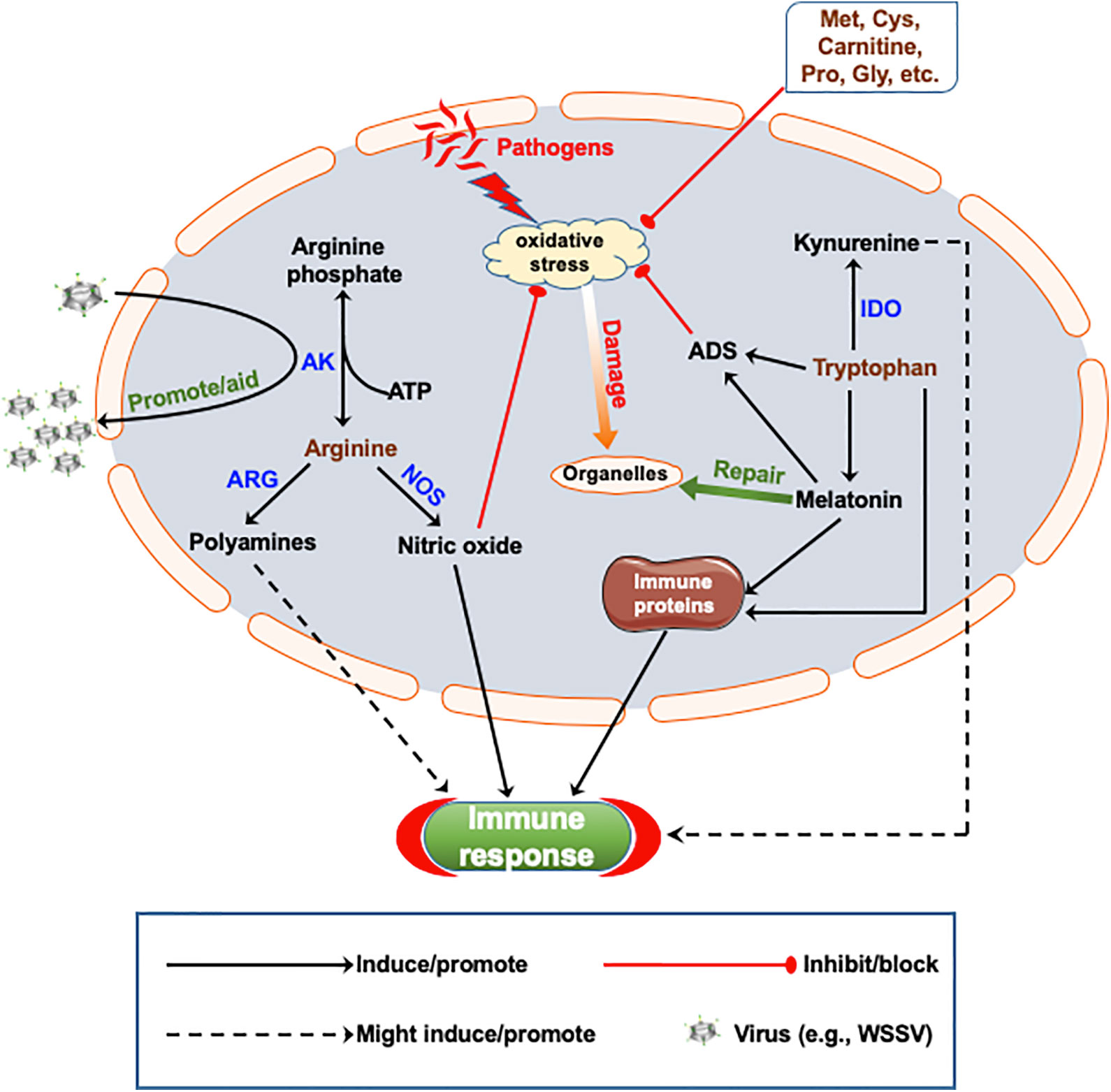 Do crustaceans have cannabinoid receptors?