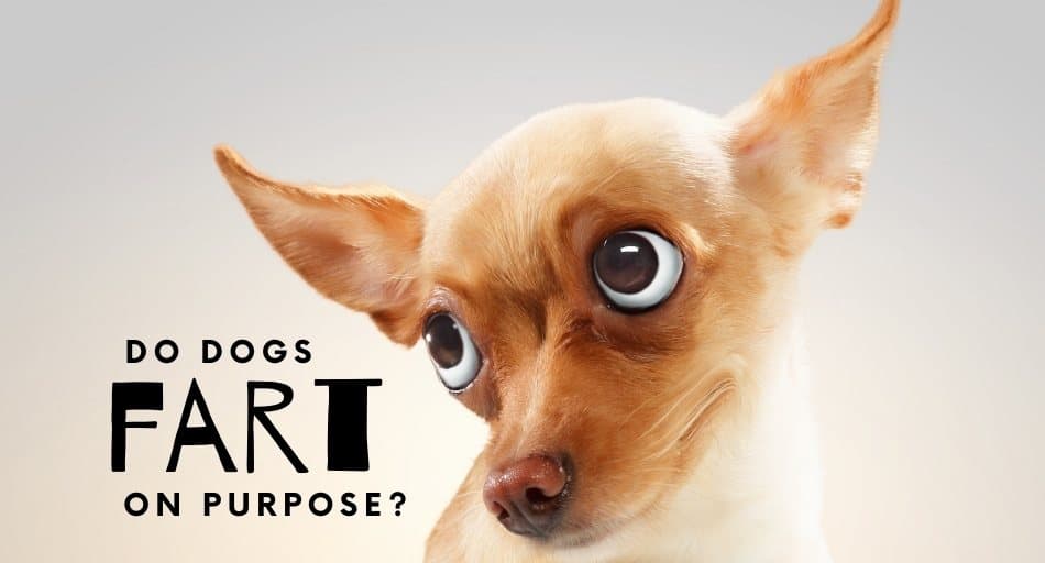 Do dogs fart on purpose?