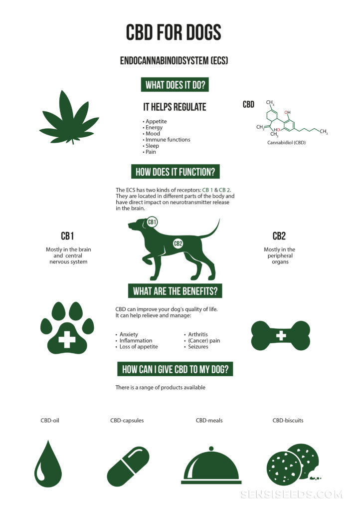 Do dogs produce cannabinoids?