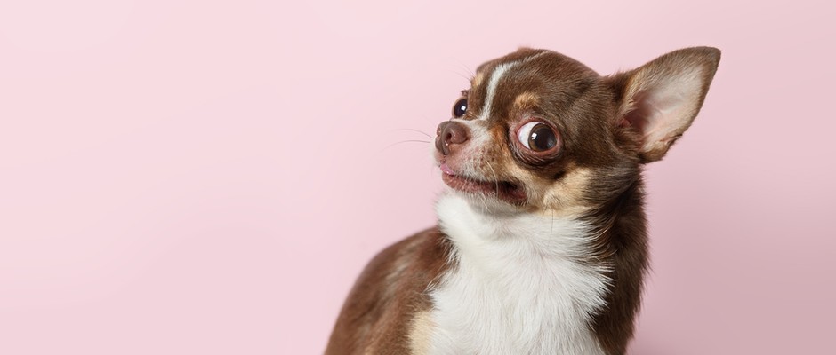 Do dogs Realise when they fart?