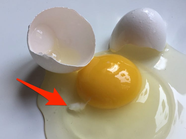 Do eggs have bad bacteria?