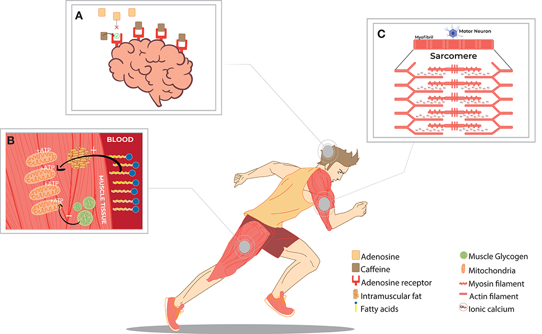 Do elite runners use caffeine?