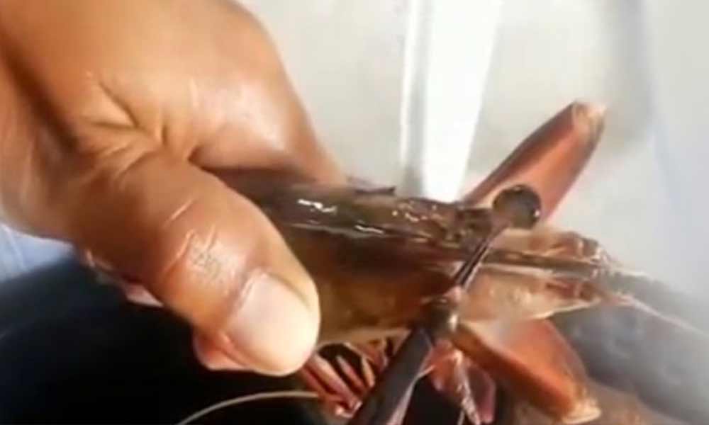 Do farmed prawns have their eyes removed?