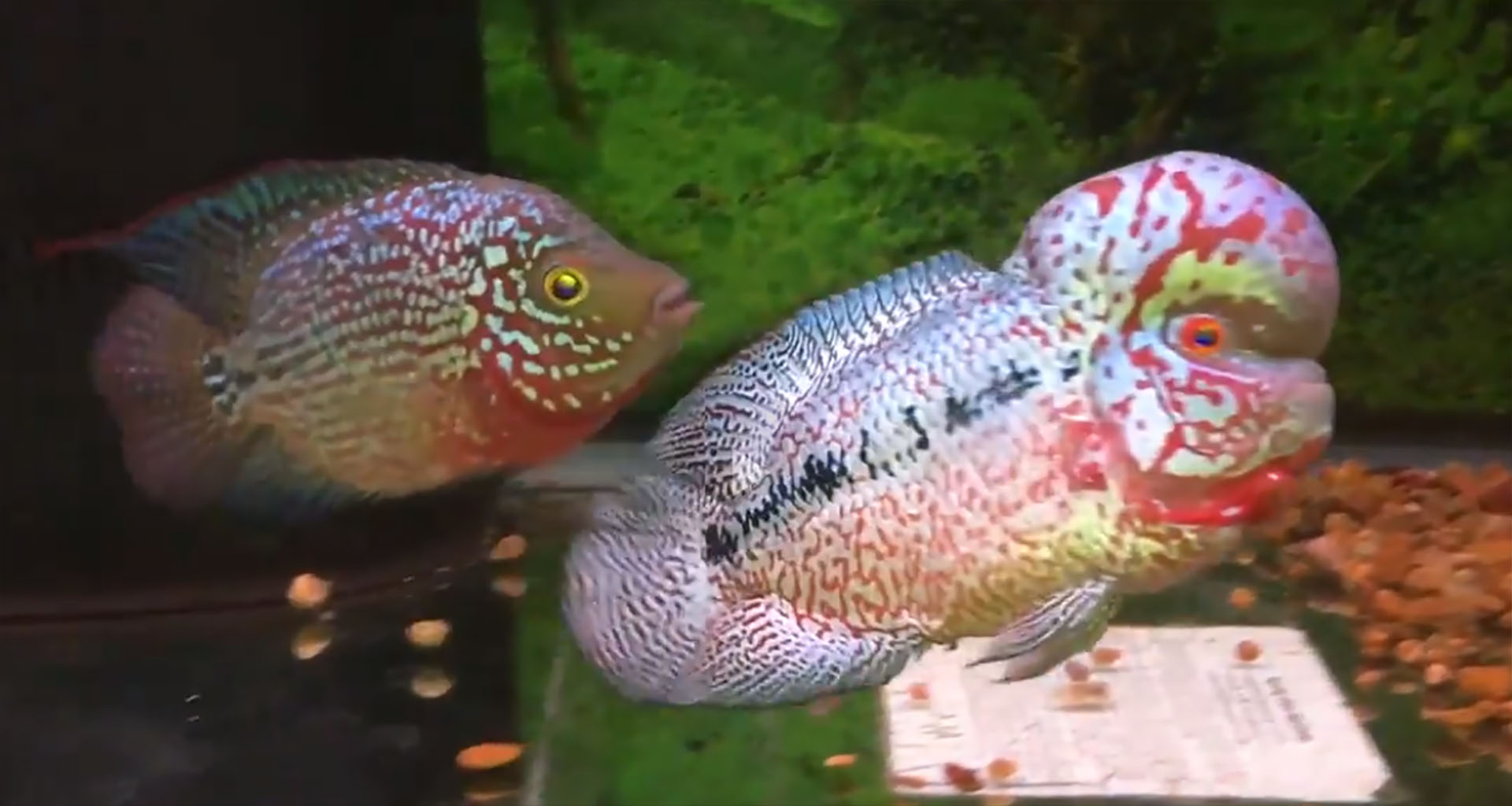 Do female flowerhorn have hump?