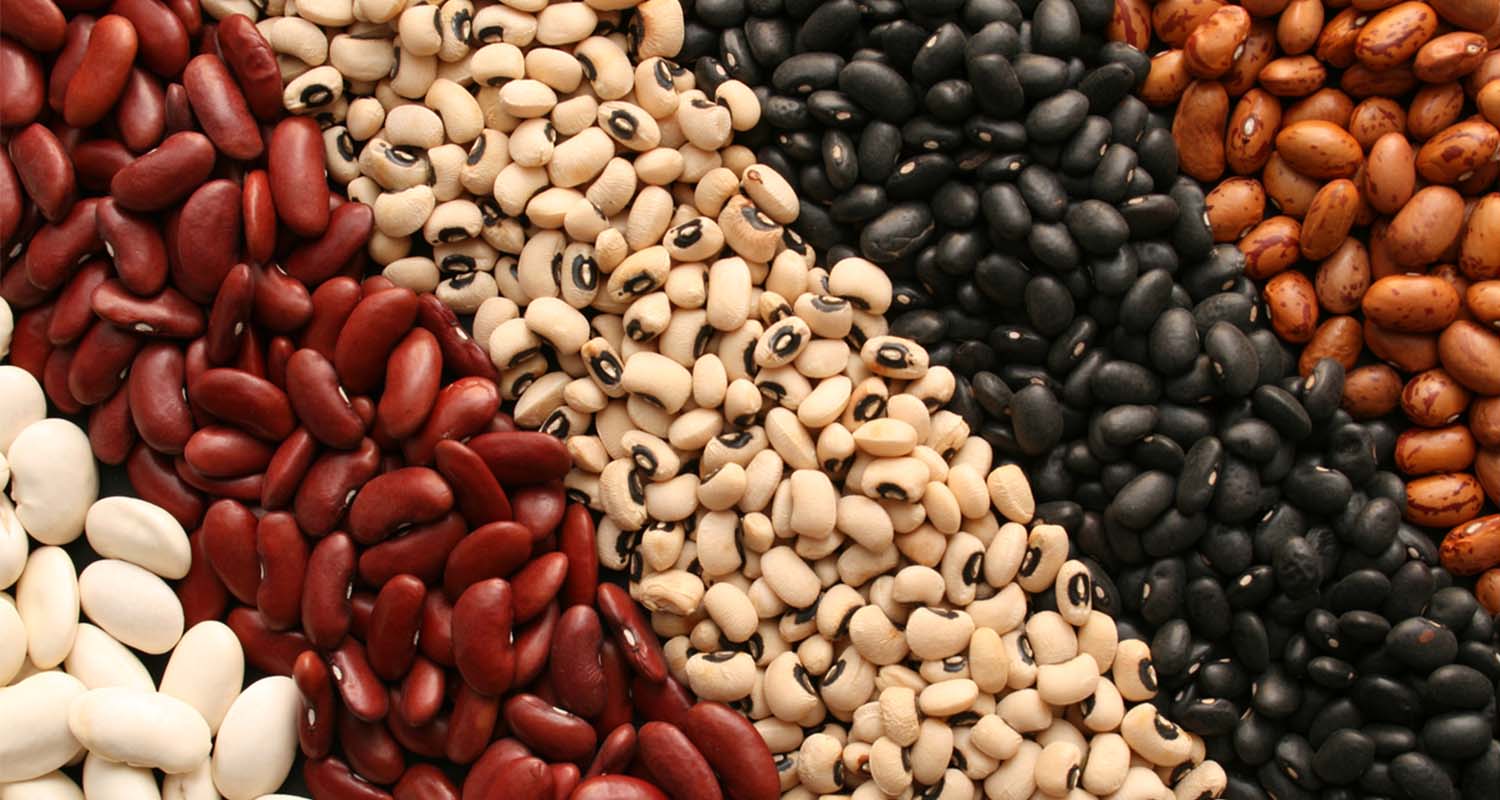 Do fermented beans have lectins?