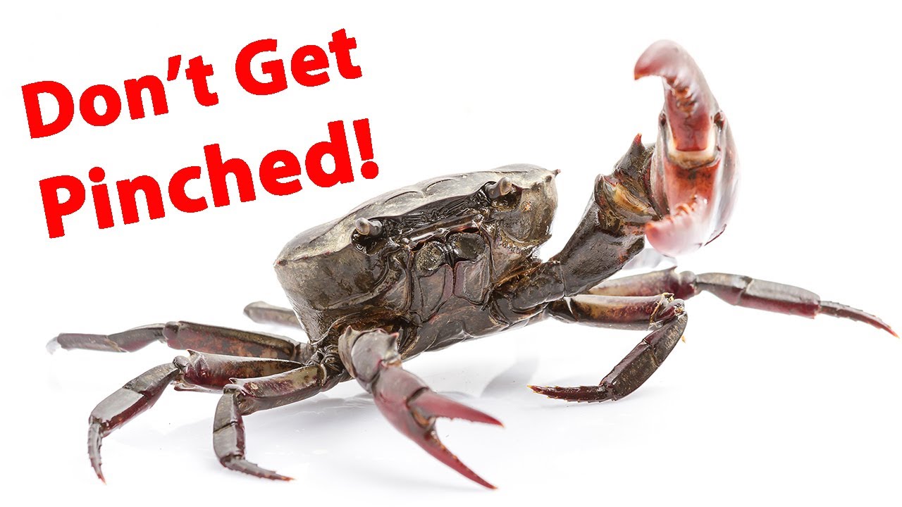 Do fiddler crabs hurt?