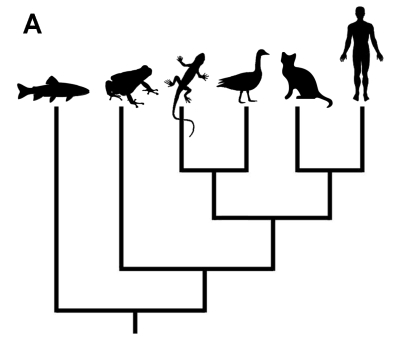 Do fish and frogs have a common ancestor?