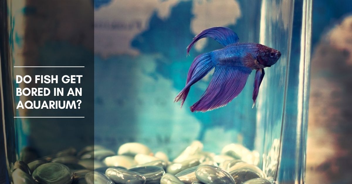 Do fish enjoy living in aquariums?