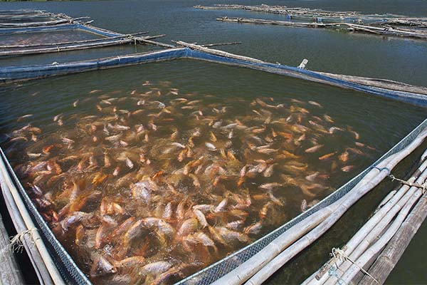 Do fish farms harm the environment and the people who eat the fish?