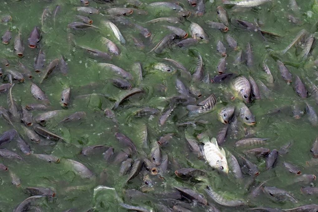 Do fish farms pollute water?