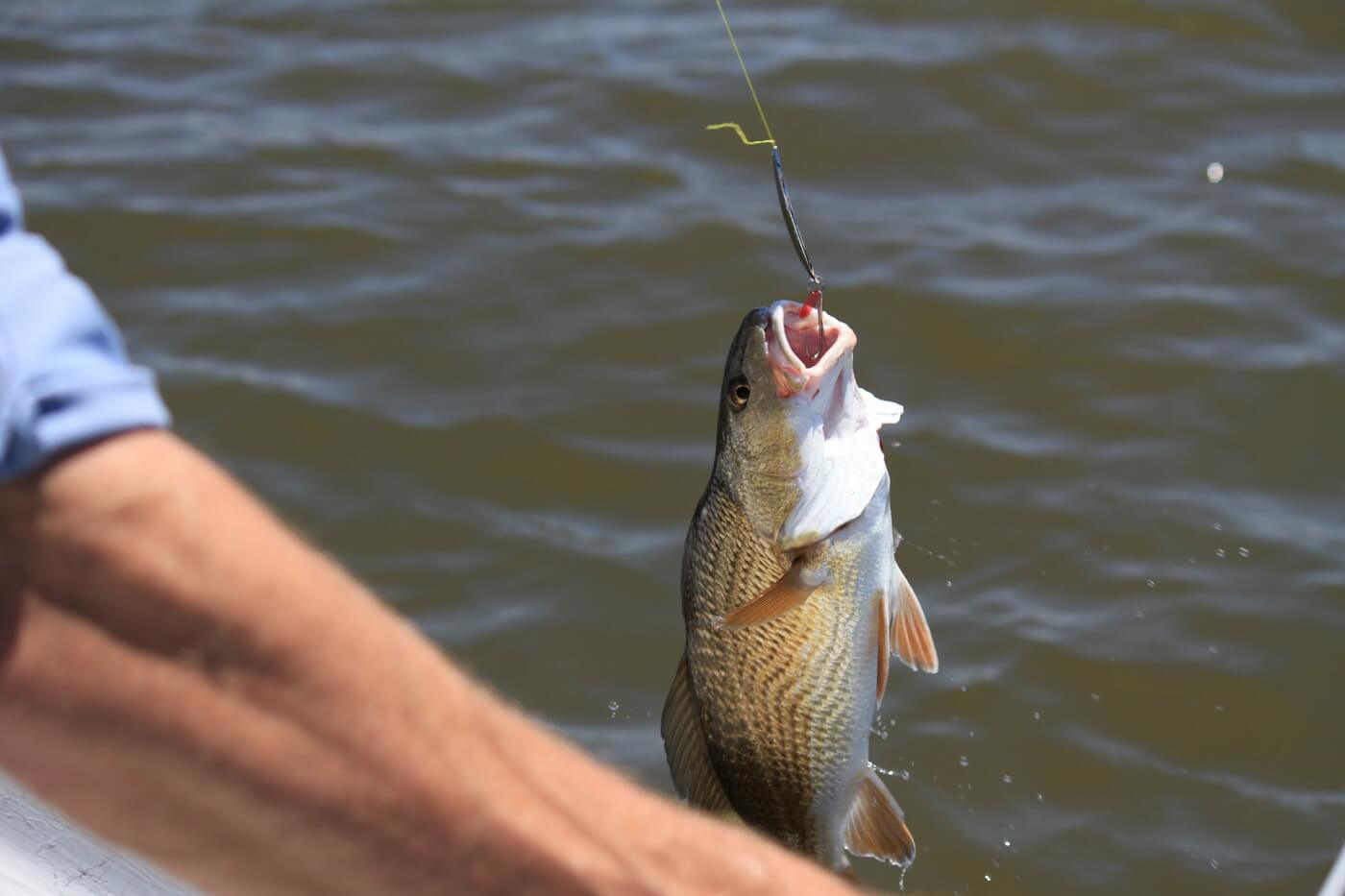 Do fish feel pain when they get hooked?