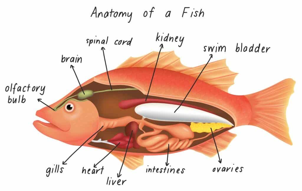 Do fish have brains or hearts?