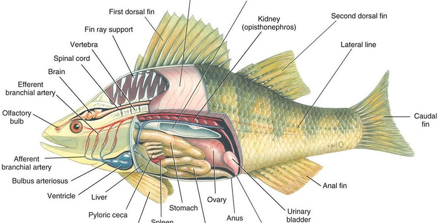 Do fish have brains think?