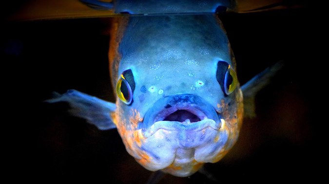 Do fish have emotional feelings?