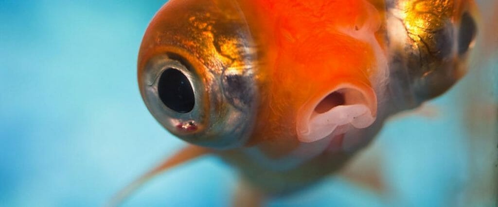 Do fish have moveable eyelids?