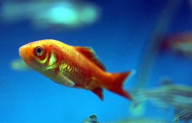 Do fish have sense of time?