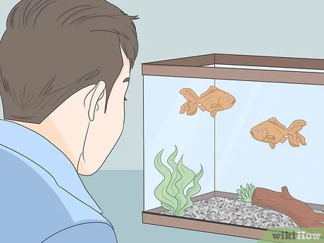 Do fish need to be entertained?