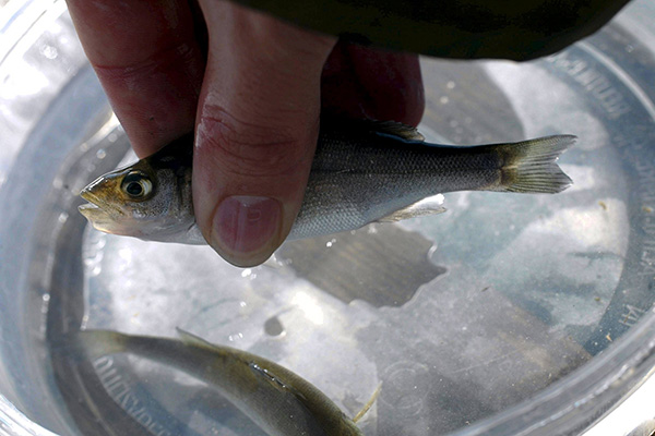 Do fish see their food or smell it?