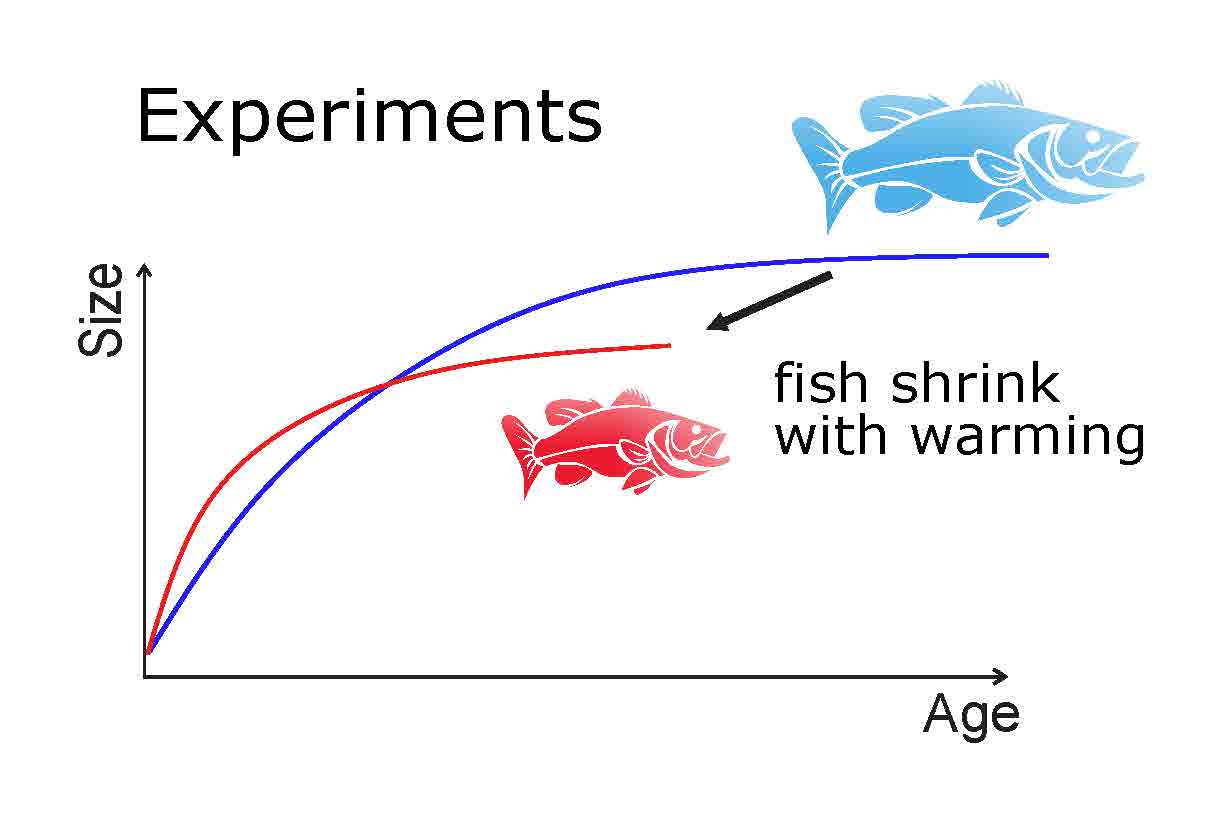 Do fish shrink in size?