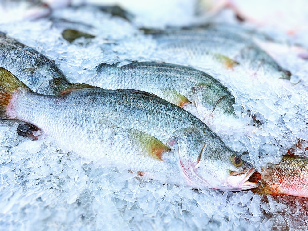 Do fish shrink when frozen?