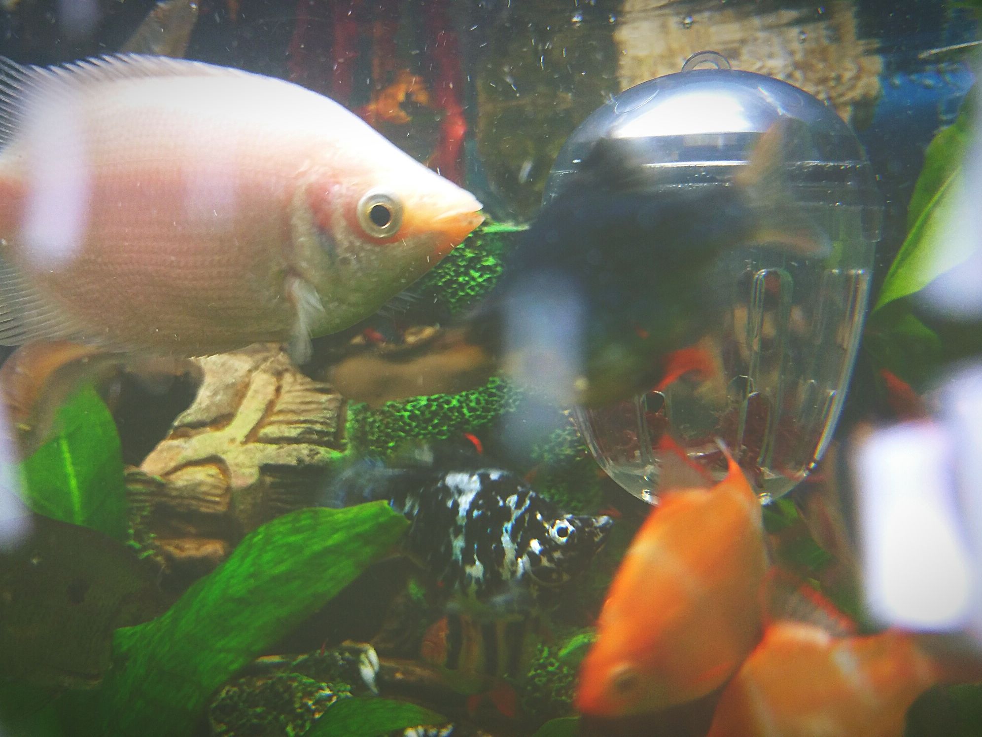 Do fish suffer in aquarium?