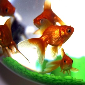 Do fish suffer in fish tanks?