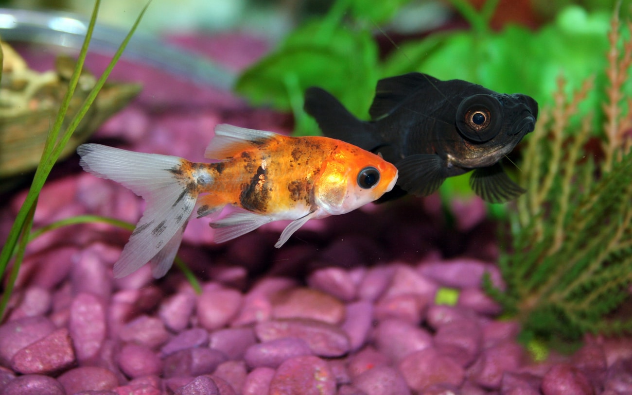 Do fish turn black when sick?