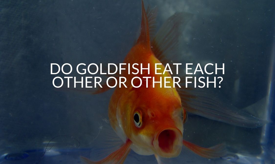 Do fishes eat each other?