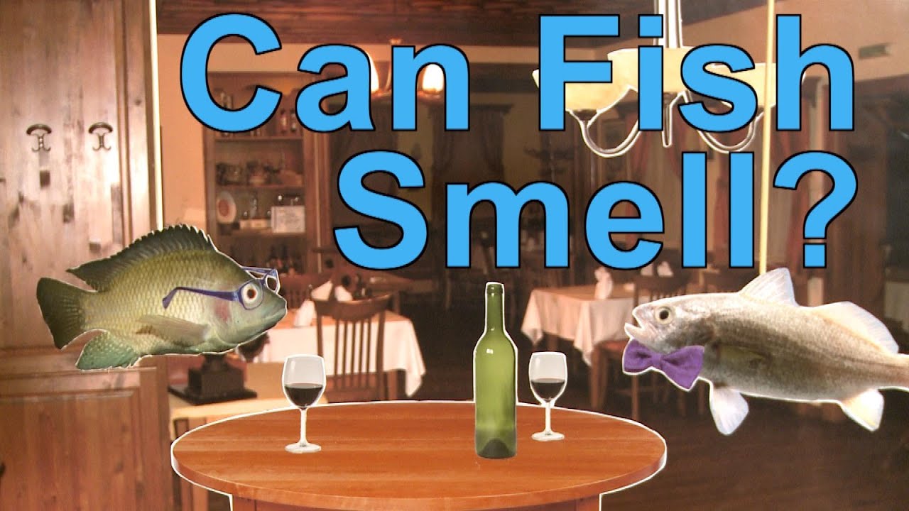 Do fishes smell?
