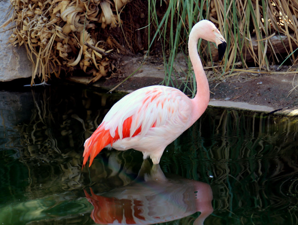 Do flamingos turn pink from shrimp?