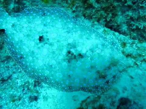 Do flounders change colour?