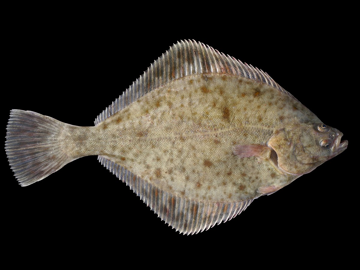 Do Flounders have vertebrates?