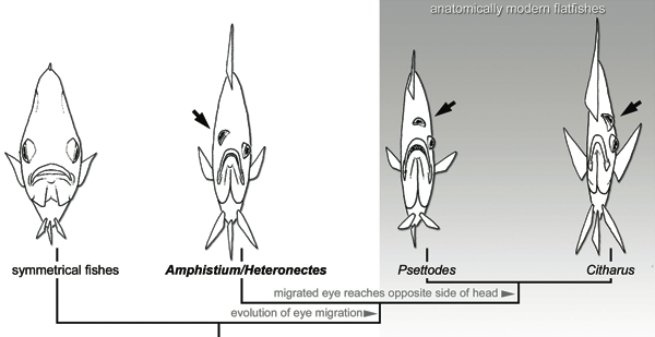 Do flukes have eyes on one side?