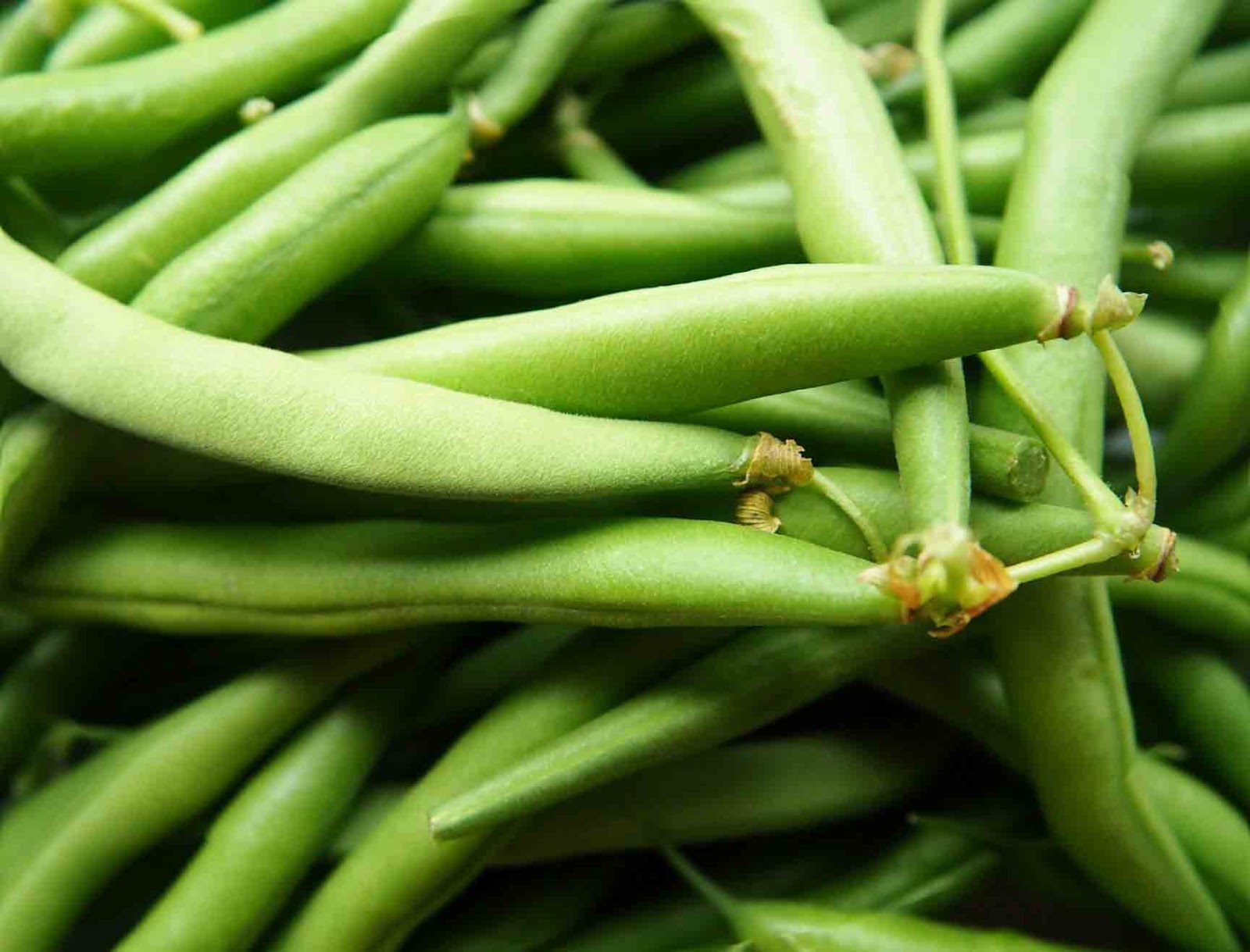 Do fresh picked green beans need to be refrigerated?