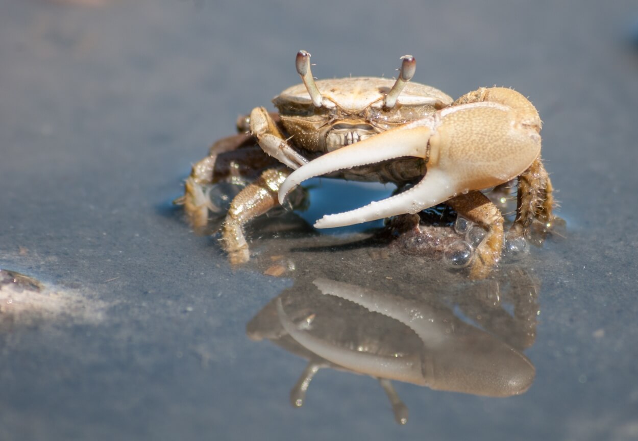 Do freshwater crabs need to come out of the water?