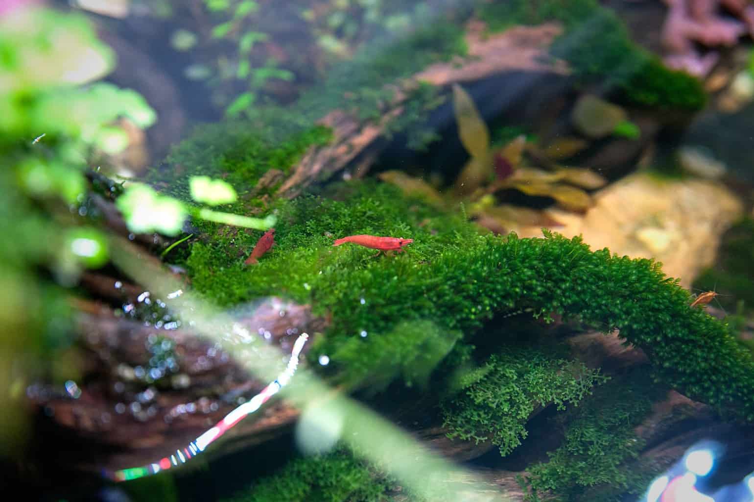 Do freshwater shrimp need a heater?