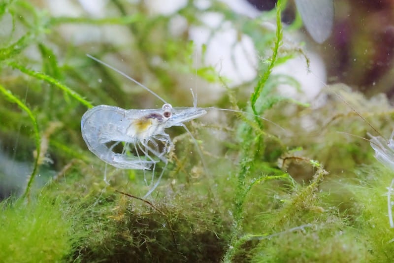 Do ghost shrimp die easily?