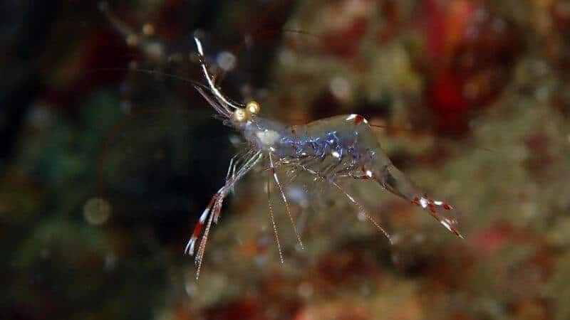 Do glass shrimp eat fish poop?
