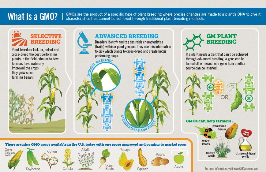 Do GMO plants have animal genes?