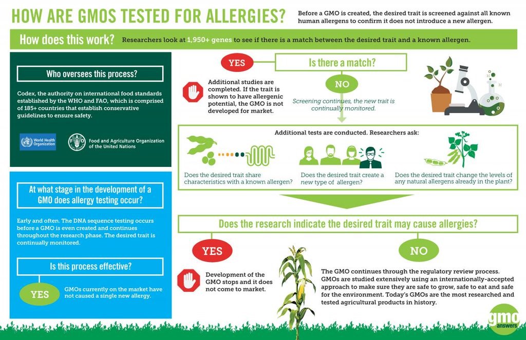 Do GMOs cause allergic reactions?