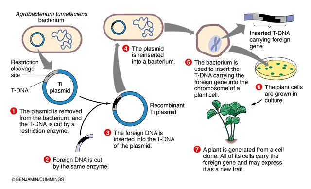 Do GMOs transfer genes?