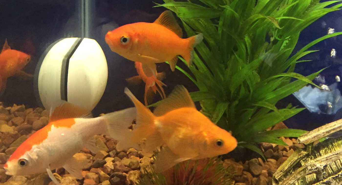 Do goldfish flakes dissolve?