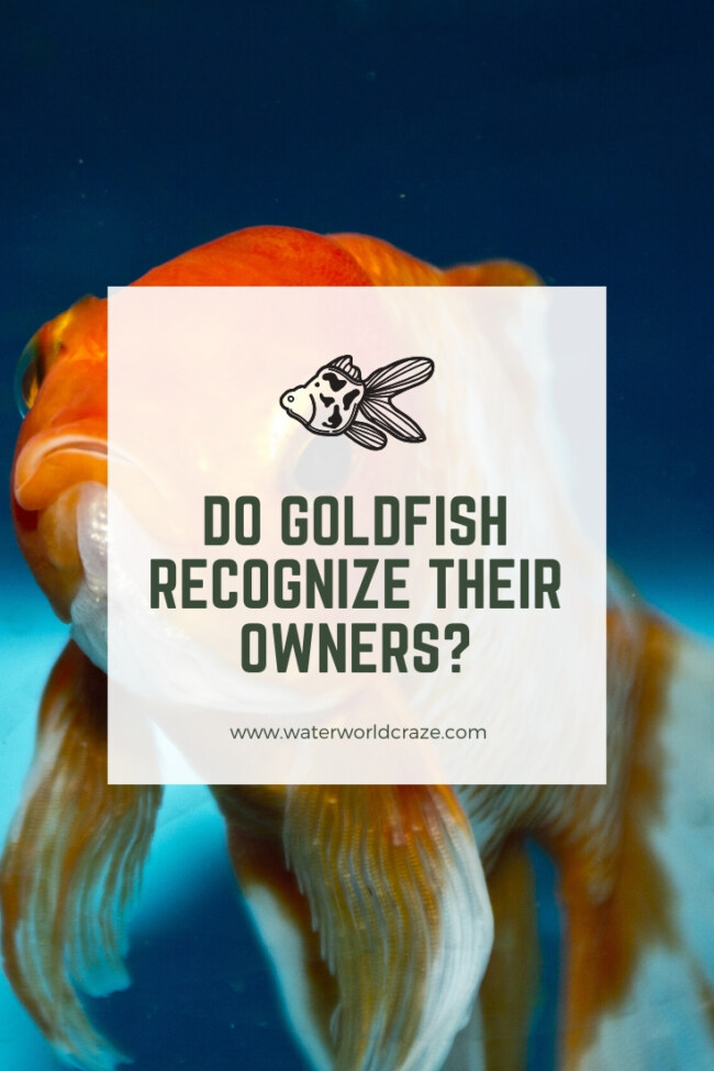 Do goldfish recognize owners?